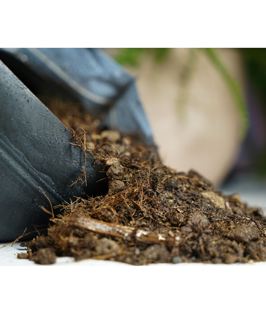 Premium Tropical Soil : substrat pour terrarium bioactif et planté par ...