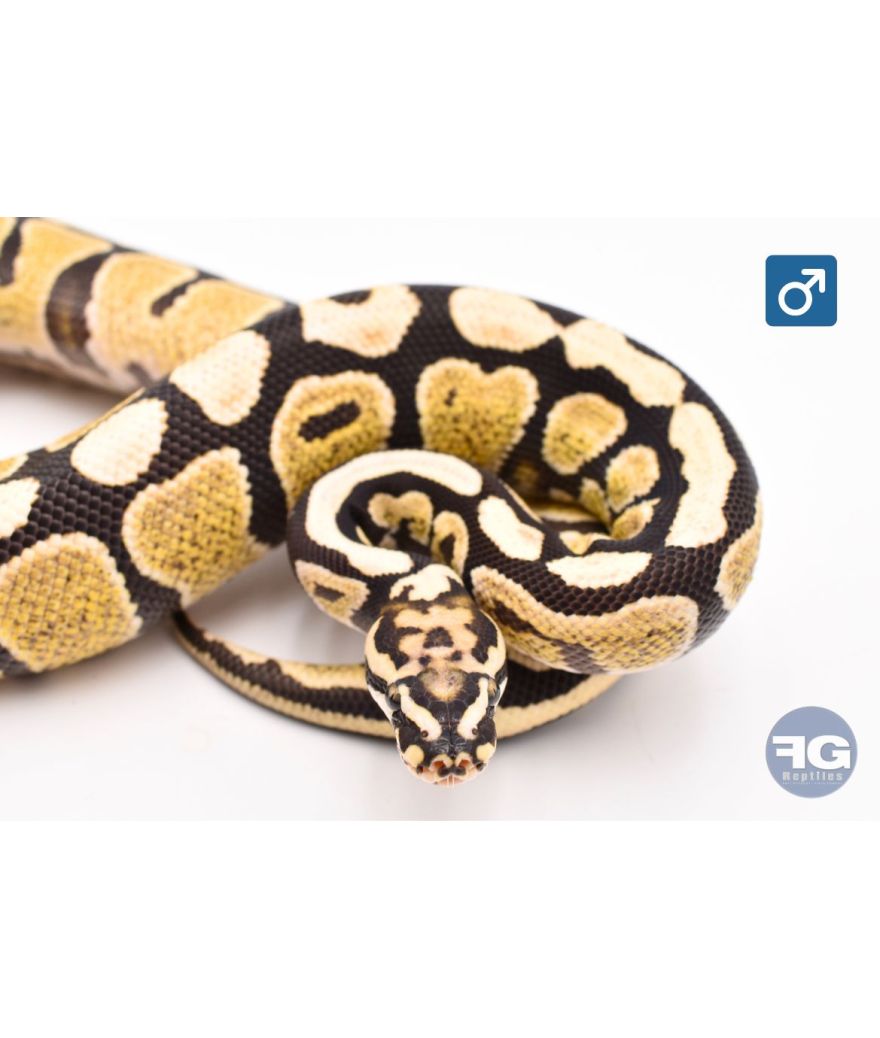 Desert Ghost Spotnose Mâle Python regius