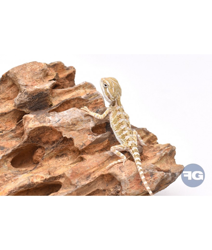 Vente en ligne Pogona henrylawsoni, Pogona nain - FG reptiles