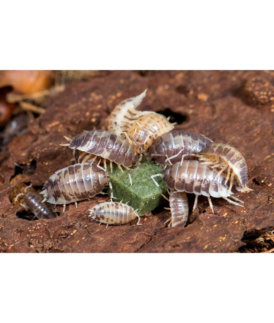 Vente d'Isopodes exotiques, cloportes pour terrariums - FG Reptiles