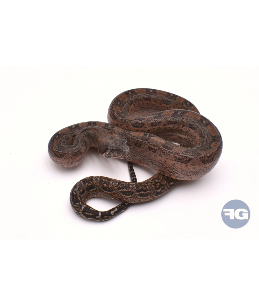 Vente en ligne Boa imperator Leopard Mâle NC 2022 - FG reptiles