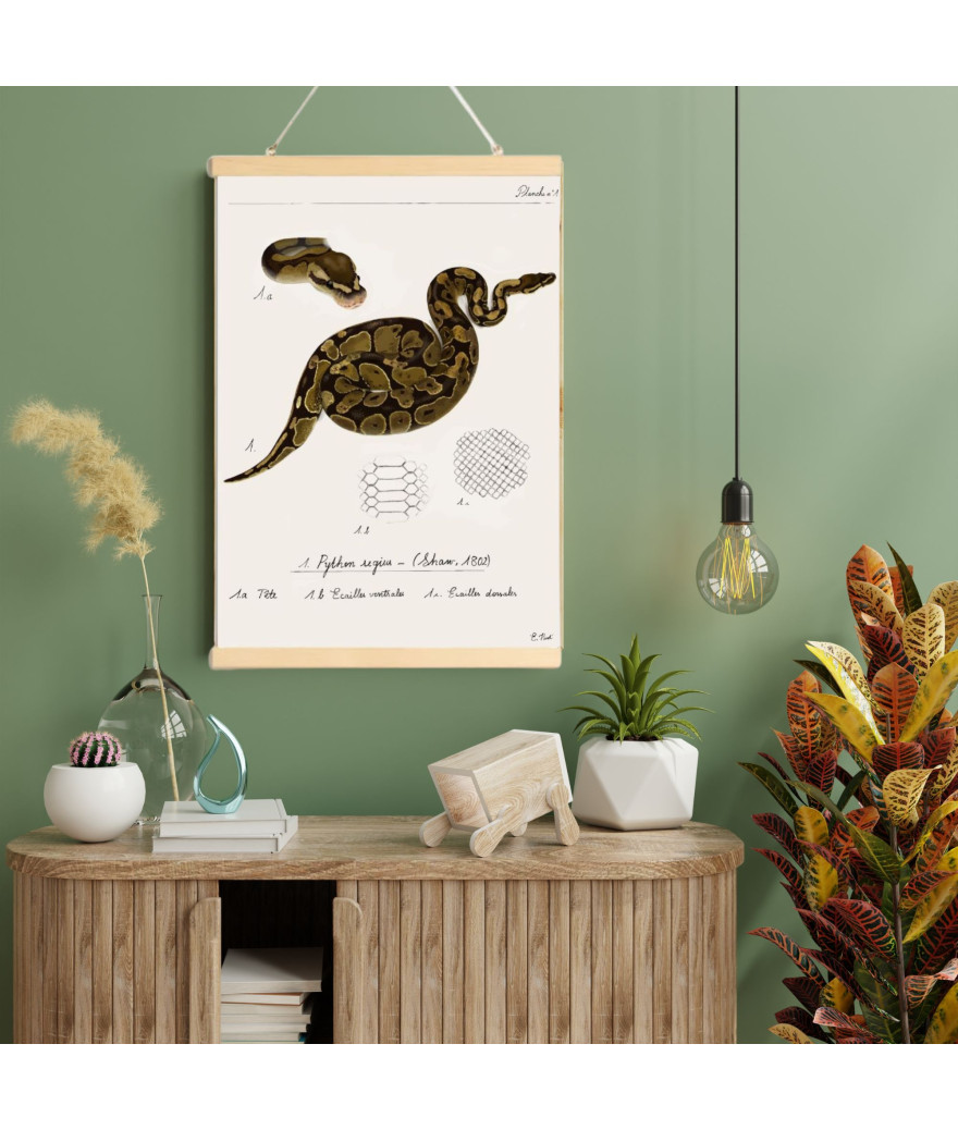 Affiche A2 Python Regius - FG Reptiles