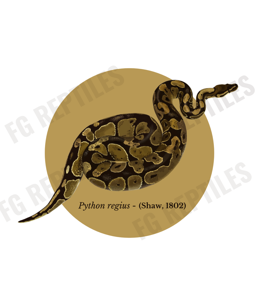 Sticker Python regius python royal - FG Reptiles