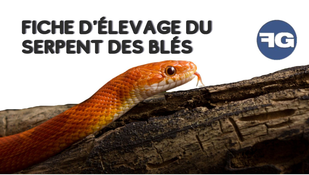 Pantherophis guttatus - Serpent des blés - FG Reptiles