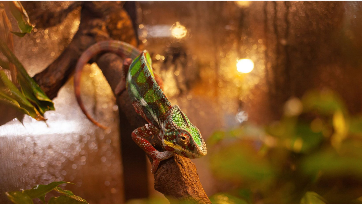 Le guide pas à pas pour (bien) adopter votre premier reptile - FG Reptiles