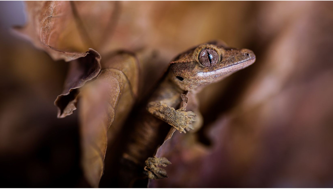 Correlophus et Rhacodactylus - Gecko à crête - FG Reptiles
