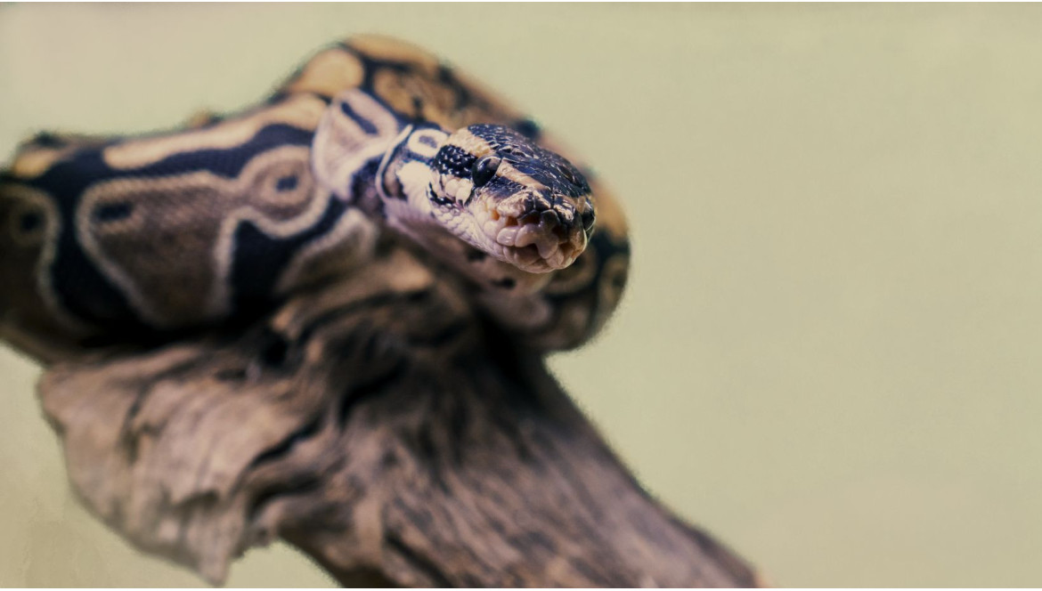 Le développement et la croissance des pythons royaux - FG Reptiles