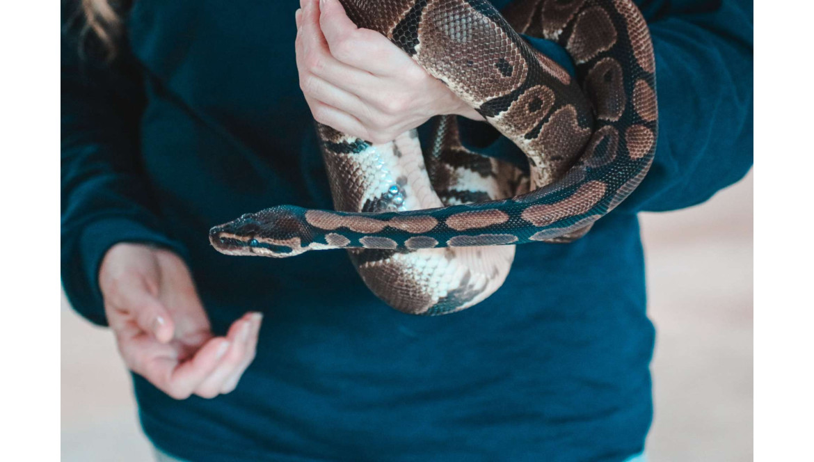 Pourquoi le python royal est un choix idéal pour les propriétaires de ...