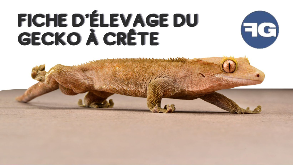 Correlophus et Rhacodactylus - Gecko à crête - FG Reptiles
