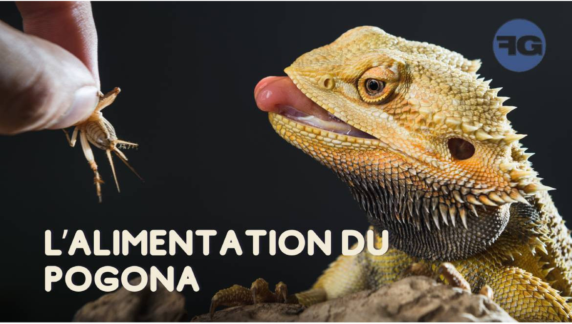 L’alimentation du Pogona, du juvénile à l'adulte - FG Reptiles