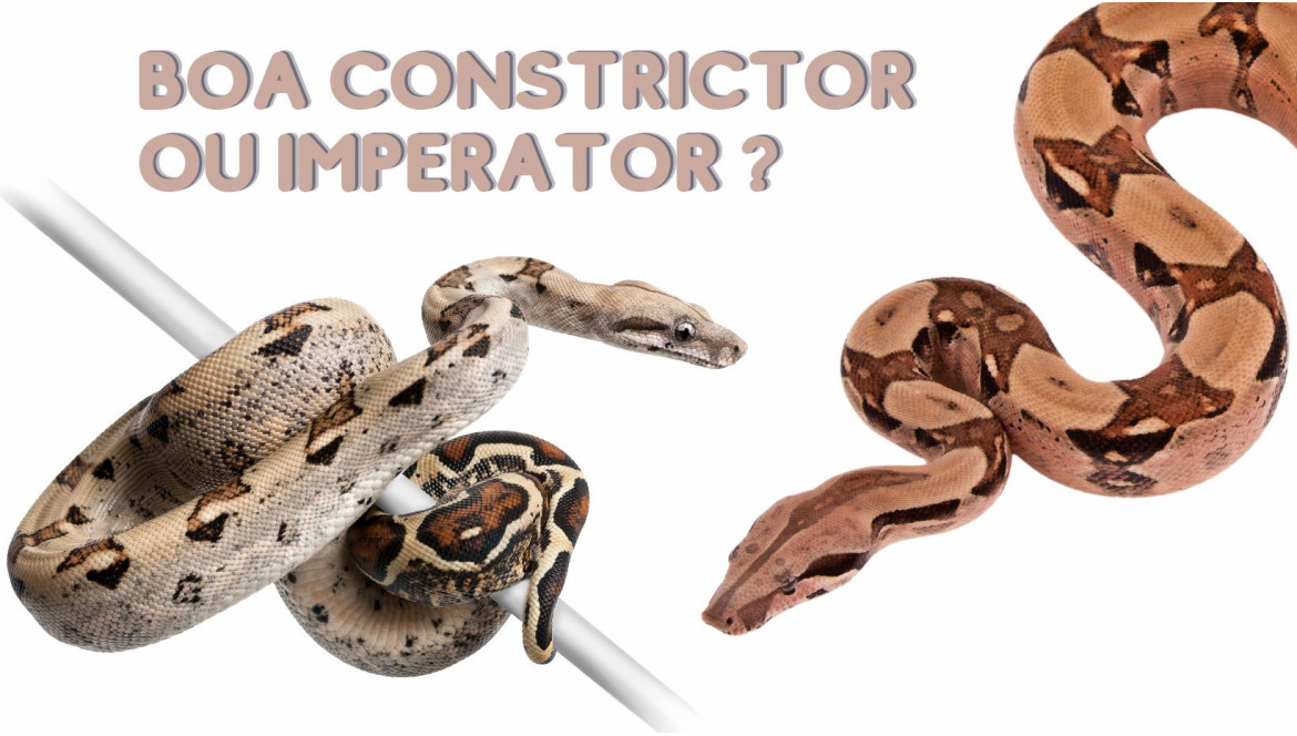 Boa constrictor et Boa imperator : quelle différence ? - FG Reptiles