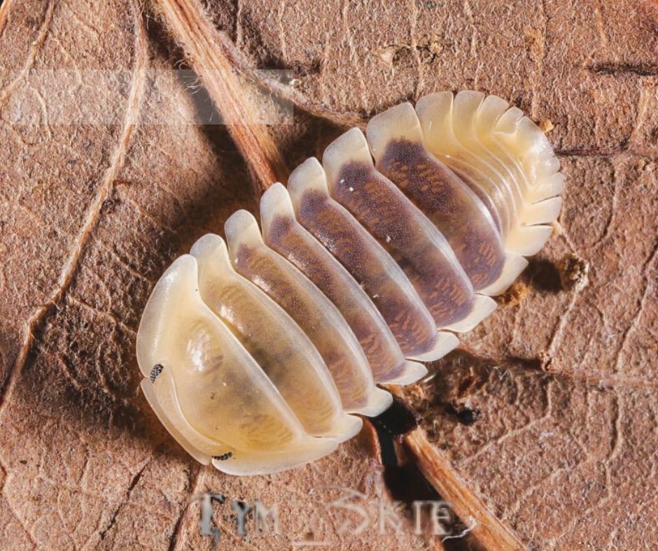 Vente de reptiles en ligne : FG Reptiles