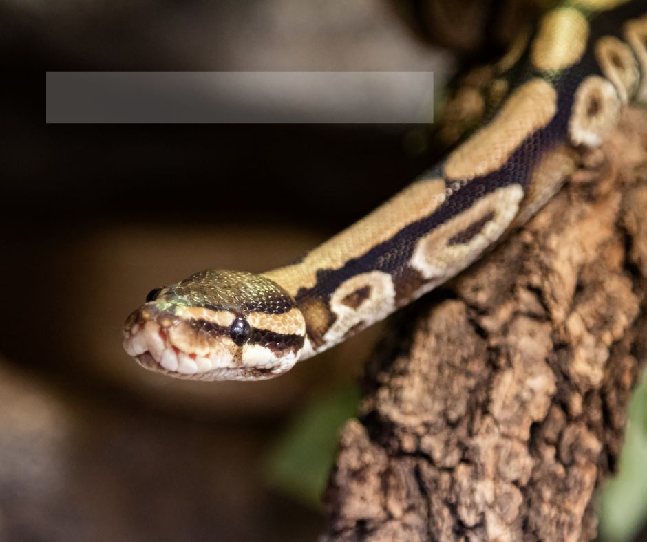 FG Reptiles : Vente de reptiles en ligne et matériel