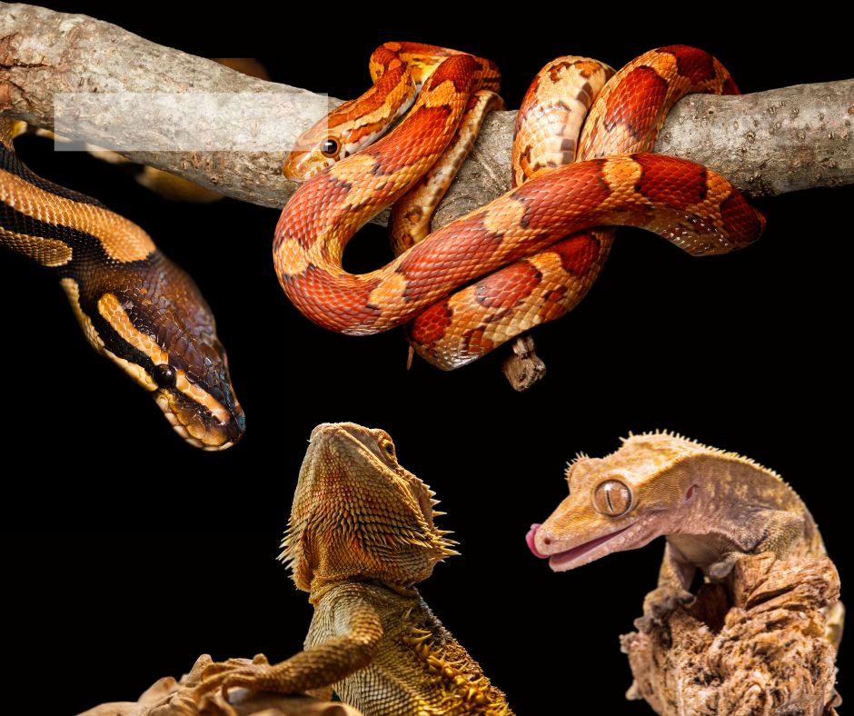 FG Reptiles : Vente de reptiles en ligne et matériel