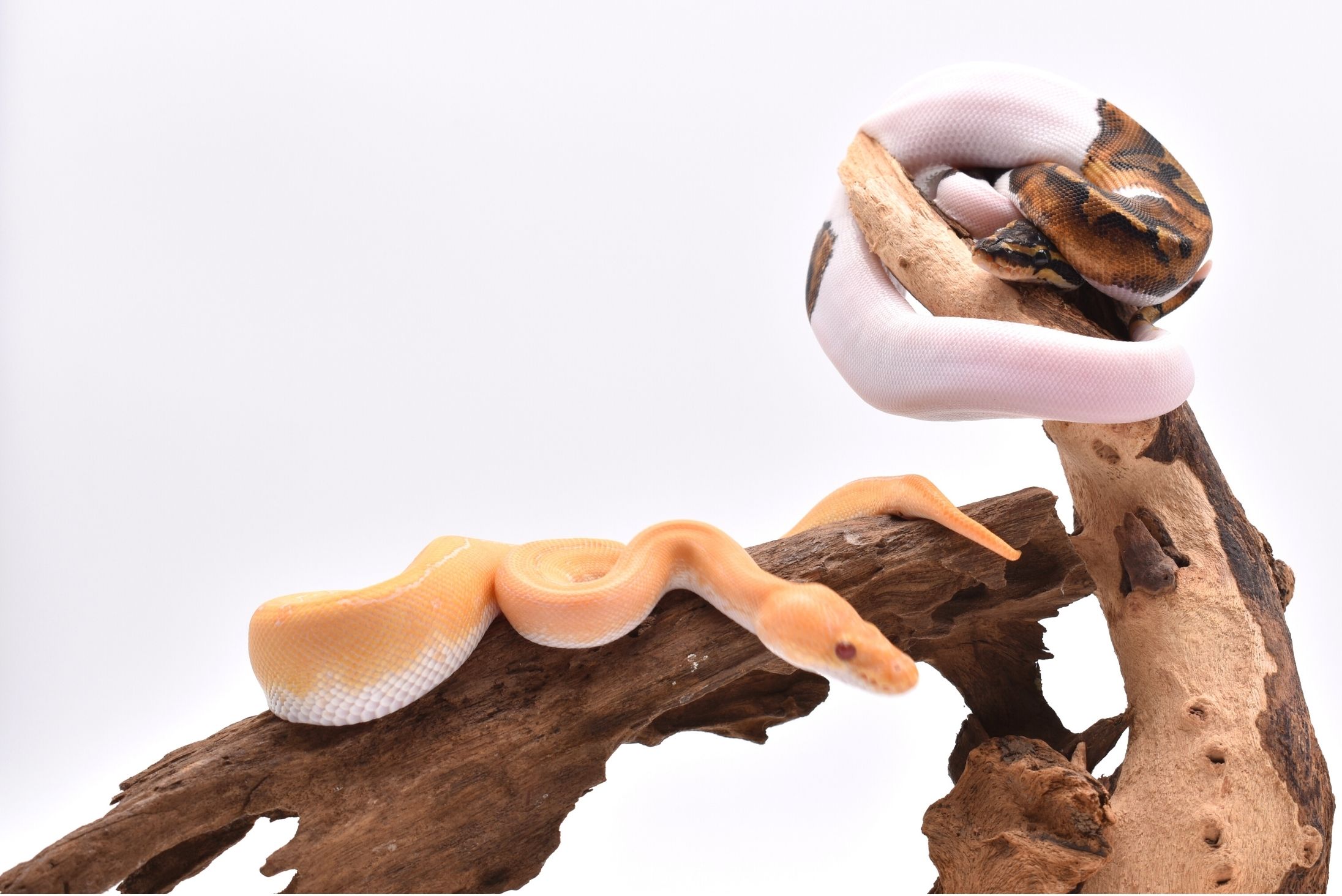 Vente de reptiles en ligne : FG Reptiles