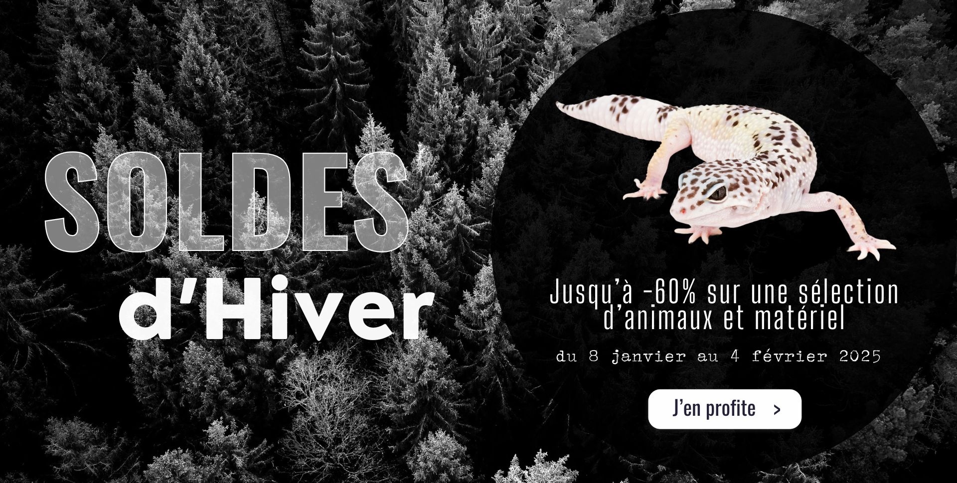 FG Reptiles : Vente de reptiles en ligne et matériel